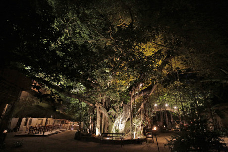 200 Year Old Nuga Banyan Tree Editorial Stock Photo - Stock Image ...