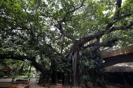 200 Year Old Nuga Banyan Tree Editorial Stock Photo - Stock Image ...