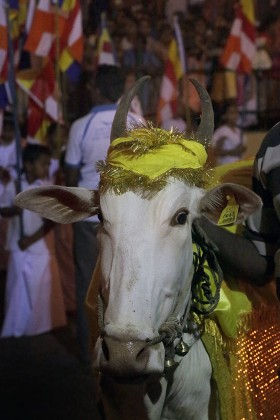 __COUNT__ Sri Lanka Religion Pattini Cult - Aug 2016 Stock Pictures ...