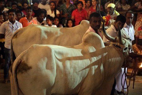 Sri Lankan Devotees Care White Bulls Editorial Stock Photo - Stock ...