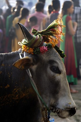 Decorated Cow Stands Outside Hindu Temple Editorial Stock Photo - Stock ...
