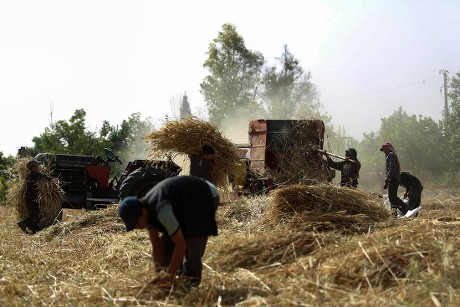 Syrian Farmers Work Field During Wheat Editorial Stock Photo - Stock ...