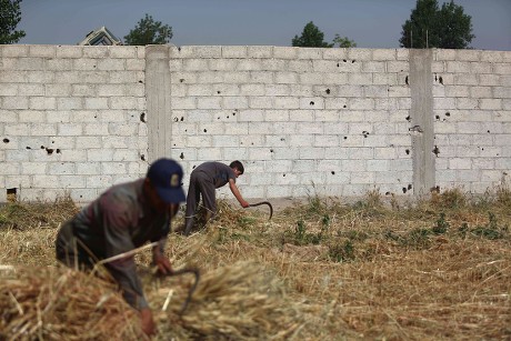 14 Syria Agriculture Hamorieh Wheat Harvest - Jun 2016 Stock Pictures ...