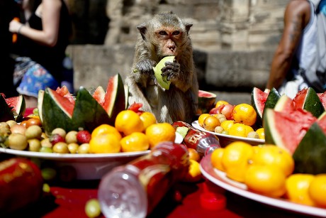 Monkeys Eat Variety Foods Served On Editorial Stock Photo - Stock Image ...
