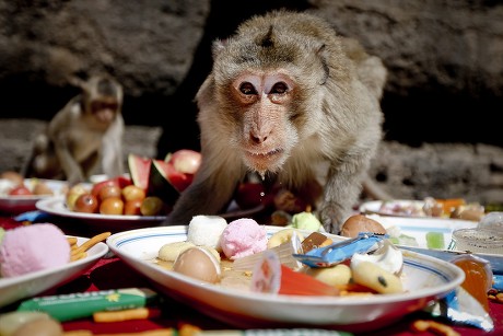 Monkeys Eat Variety Foods Served On Editorial Stock Photo - Stock Image ...