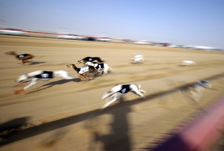 Saluki Dogs Compete Saluki Dogs Race Editorial Stock Photo - Stock ...