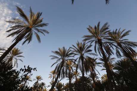 General View Field Date Palm Trees Editorial Stock Photo - Stock Image ...