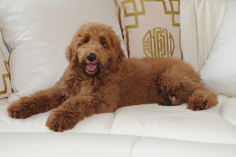 Patton, the Goldendoodle dog that has been been chosen by President ...