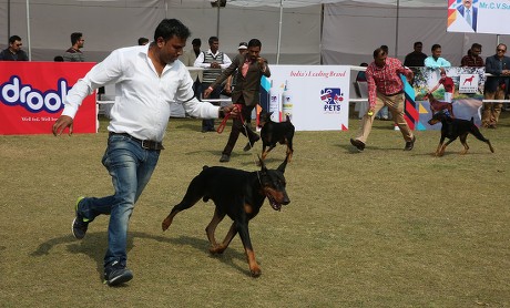 Indian Dog Ownners Exhibiting Their Doberman Editorial Stock Photo ...