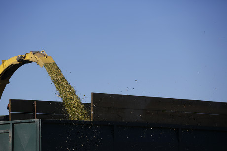 Combine Forager Harvests Feed Corn Loads Editorial Stock Photo - Stock ...