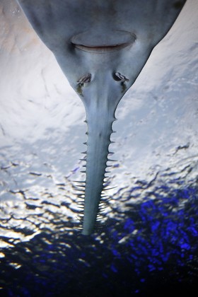 Sawfish Called Carpenter Shark Swims Overhead Editorial Stock Photo ...