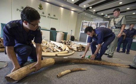 Confiscated Ivory Tusks Baby Elephant Adult Editorial Stock Photo ...