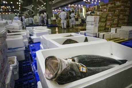 Fish Displayed Fish Hall Rungis International Editorial Stock Photo ...