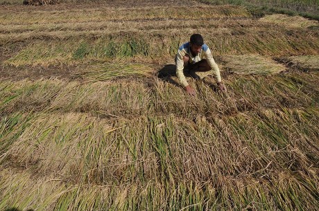 Indian Farmer Cultivates Rice Paddy Farm Editorial Stock Photo - Stock ...