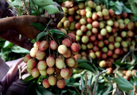 Indian Woman Bundles Lychees Garden Gahi Editorial Stock Photo - Stock ...