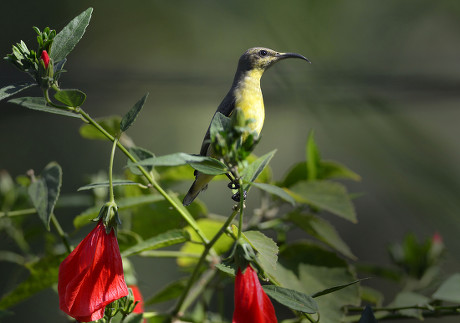Variable Sunbird Cinnyris Venustus Perches On Editorial Stock Photo ...