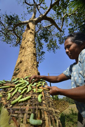 Rabha Tribal Woman Releases Her Muga Editorial Stock Photo - Stock ...