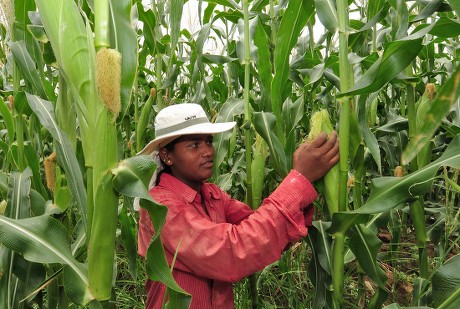 Indian Monsanto Farmers Work Breeding Station Editorial Stock Photo ...