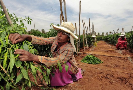 Indian Monsanto Farmer Seen Work Hot Editorial Stock Photo - Stock ...