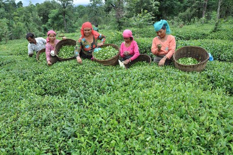Tea Garden Laborers Pluck First Tea Editorial Stock Photo - Stock Image ...