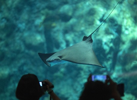 Visitors Look Swimming Cownose Ray Rhinoptera Editorial Stock Photo ...