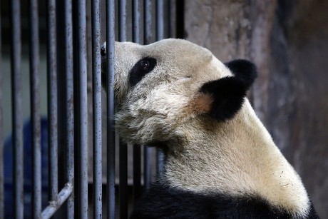 Giant Panda Looks Out Cage Beijing Editorial Stock Photo - Stock Image ...