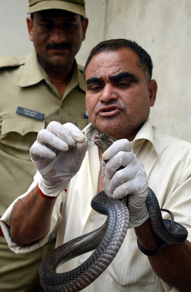 Snake Expert Mohd Saleem Cuts Off Editorial Stock Photo - Stock Image ...