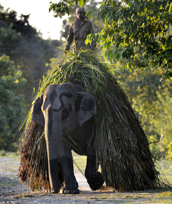 Elephant Carries Huge Load On Grass Editorial Stock Photo - Stock Image ...