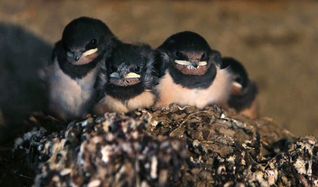 Young Barn Swallows Sit Their Nest Editorial Stock Photo - Stock Image ...