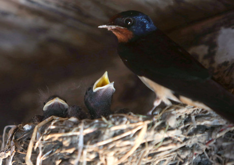 Young Barn Swallows Wait Be Fed Editorial Stock Photo - Stock Image ...