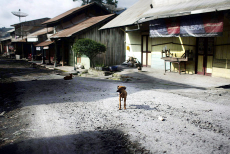 Dog Stands On Road Covered Volcanic Editorial Stock Photo - Stock Image ...