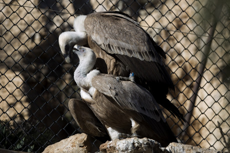 Griffon Vultures Gyps Fulvus Pictured Biblical Editorial Stock Photo ...