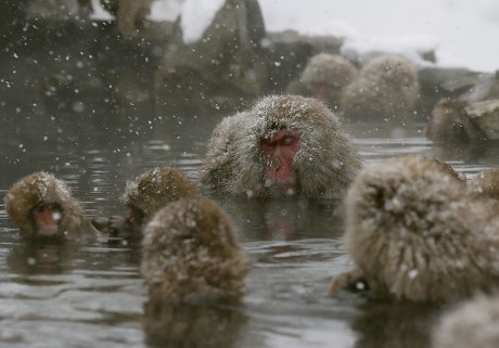 Japanese Macaque Monkeys Soak Warmth Mountain Editorial Stock Photo ...