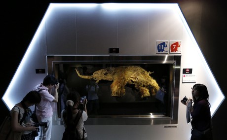 Japan Exhibition Mammoth - Jul 2013 Stock Pictures, Editorial Images ...