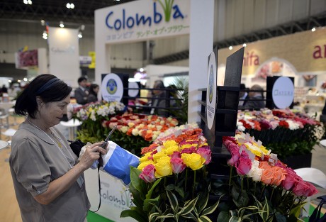 Woman Takes Pictures Roses Displayed Colombian Editorial Stock Photo ...