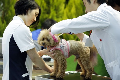 2 Japanese veterinarian Stock Pictures, Editorial Images and Stock ...