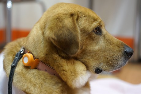 Dog Sits Wearable Terminal Enabling Communication Editorial Stock Photo ...