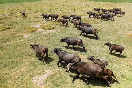 Herd Buffaloes Run Amboseli National Park Editorial Stock Photo - Stock ...