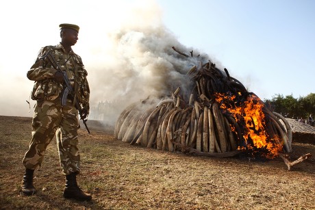 ARMED KENYAN WILDLIFE SERVICE KWS RANGER Editorial Stock Photo - Stock ...