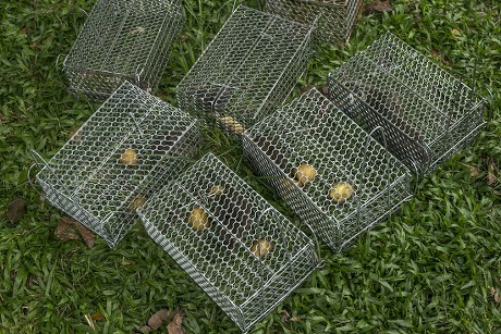 92 Rat control Stock Pictures, Editorial Images and Stock Photos ...