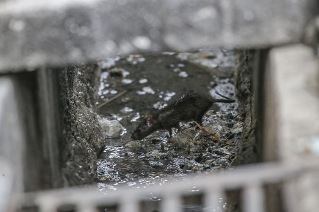 Rat Hides Inside Drain Kuala Lumpur Editorial Stock Photo - Stock Image ...