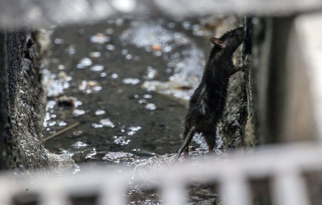 Rat Hides Inside Drain Kuala Lumpur Editorial Stock Photo - Stock Image ...