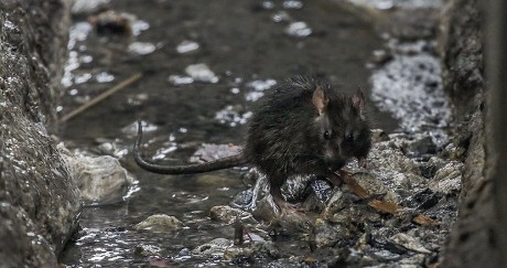 250 Rat problem Stock Pictures, Editorial Images and Stock Photos ...