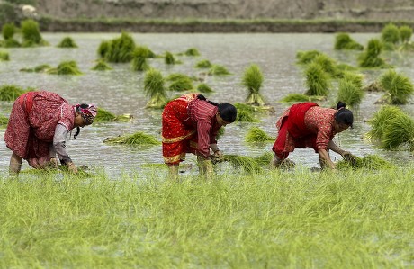 Nepalese Farmers Plant Rice Paddy Field Editorial Stock Photo - Stock ...