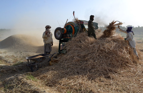 Pakistani Men Harvest Wheat Quetta Pakistan Editorial Stock Photo ...