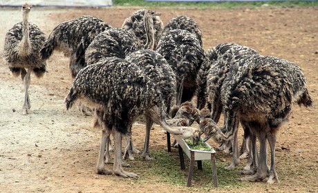 Osctriches Eat Station Ostrich Research Development Editorial Stock ...