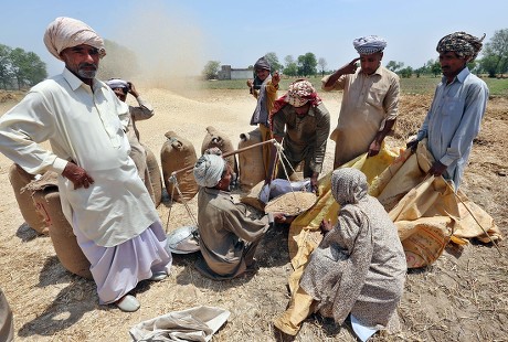 Pakistani Laborers Sort Wheat Grains On Editorial Stock Photo - Stock ...