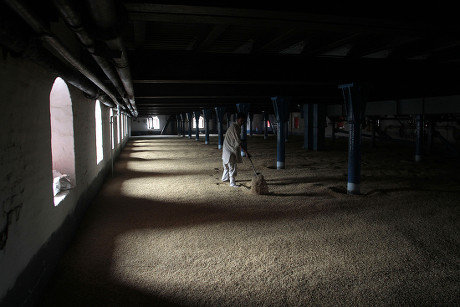 Man Sorts Barley Pakistan Murree Brewery Editorial Stock Photo - Stock ...