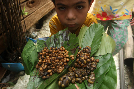 Filipino Shows Feces Civet Containing Coffee Editorial Stock Photo ...