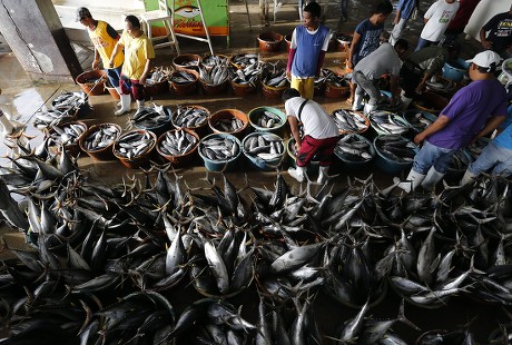 250 Canned fish Stock Pictures, Editorial Images and Stock Photos ...